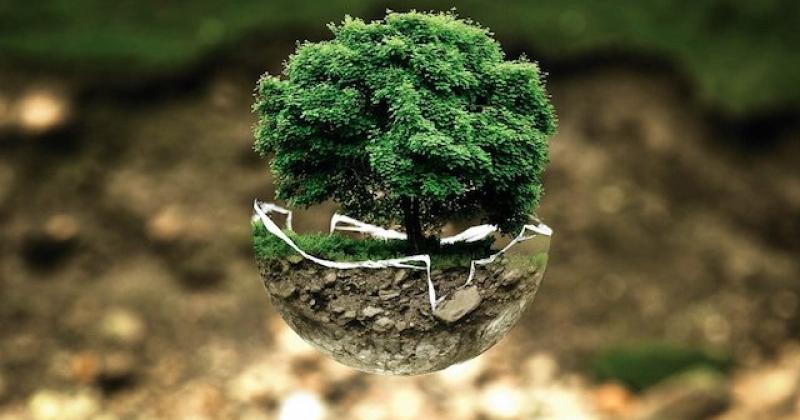 Africa: Pope Francis endorses 'Laudato Tree' Initiative for Great Green ...